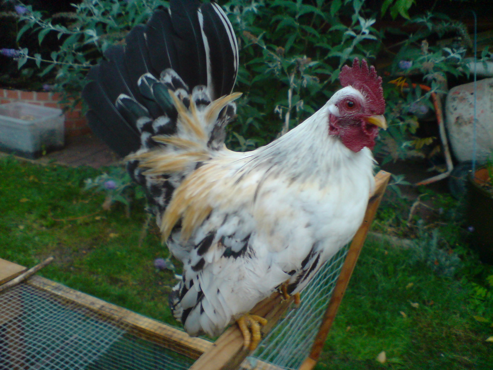 Serama For Sale | Chickens | Breed Information | Omlet